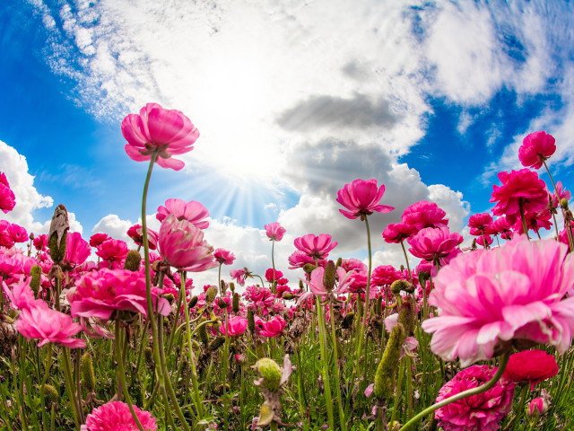 Mesaje de Florii. Cele mai frumoase urări pentru cei care poartă nume ...
