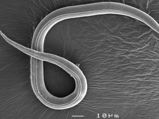 Oamenii de stiinta au reinviat un vierme vechi de 46.000 de ani