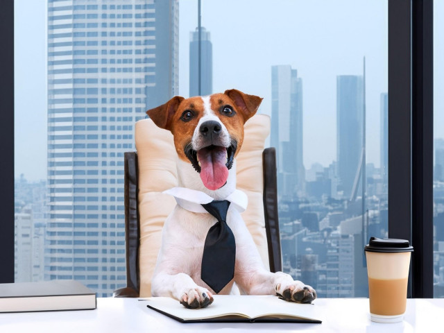 10 lucruri fascinante despre caini