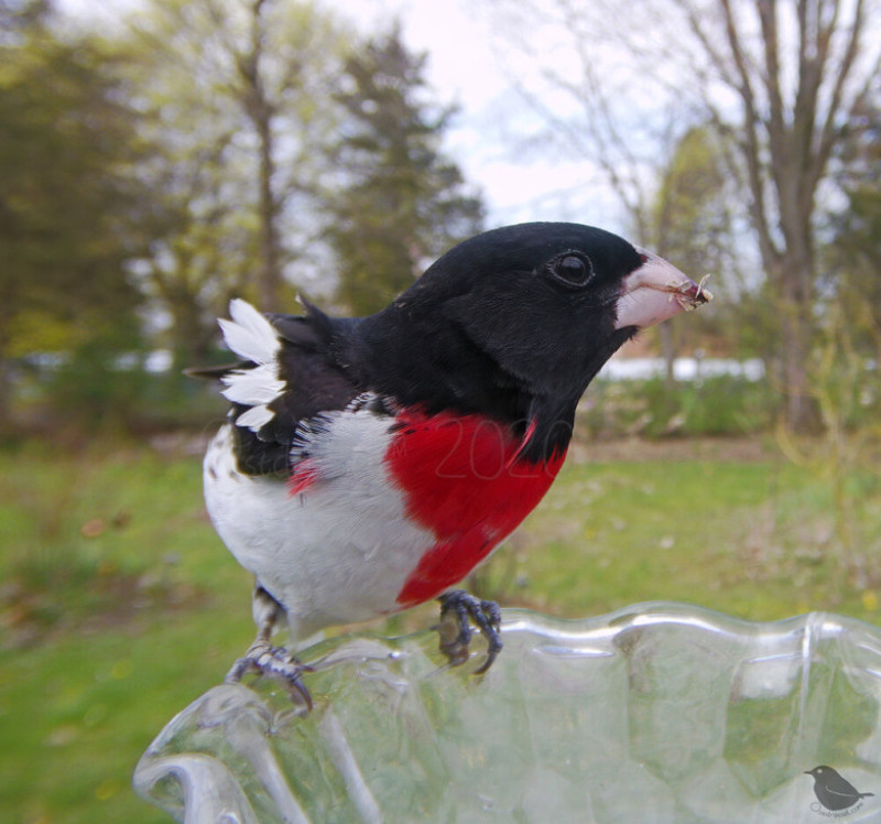 A montat o cameră în curte pentru a poza păsările care vin să se ...
