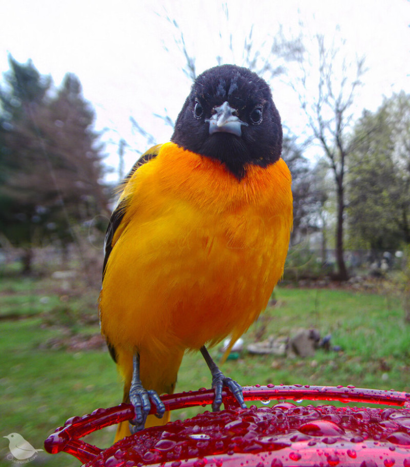 A montat o cameră în curte pentru a poza păsările care vin să se ...