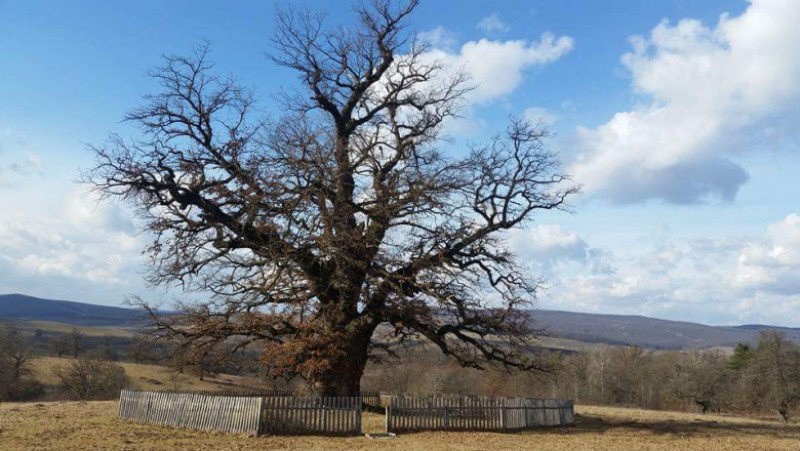 Cel mai bătrân stejar din România
